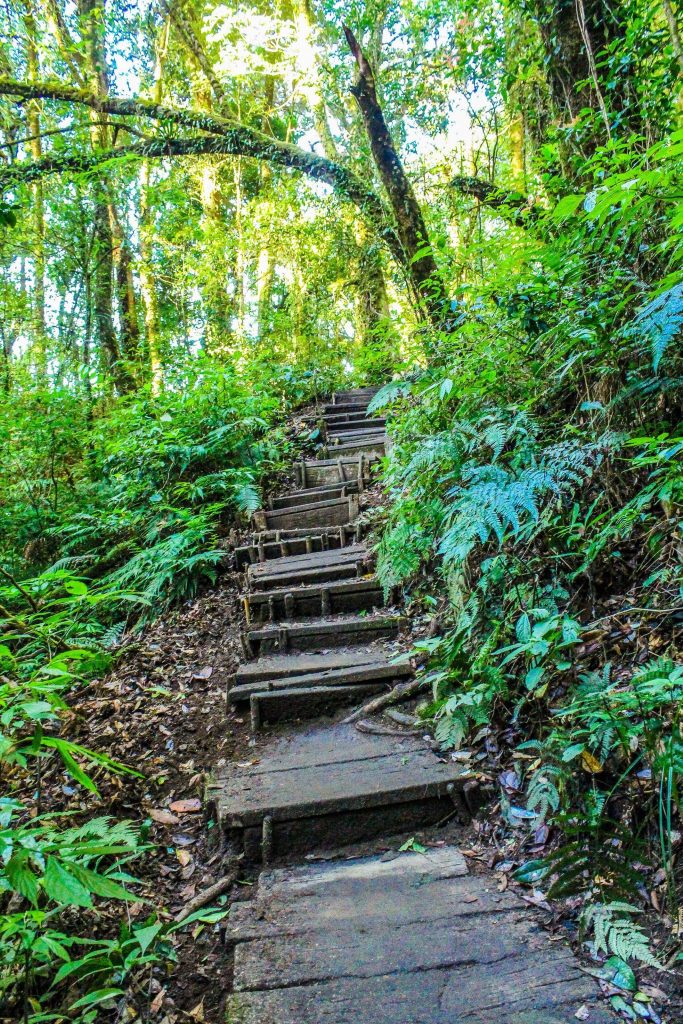 10+ Mysterious Random Staircases in the Woods From Reddit
