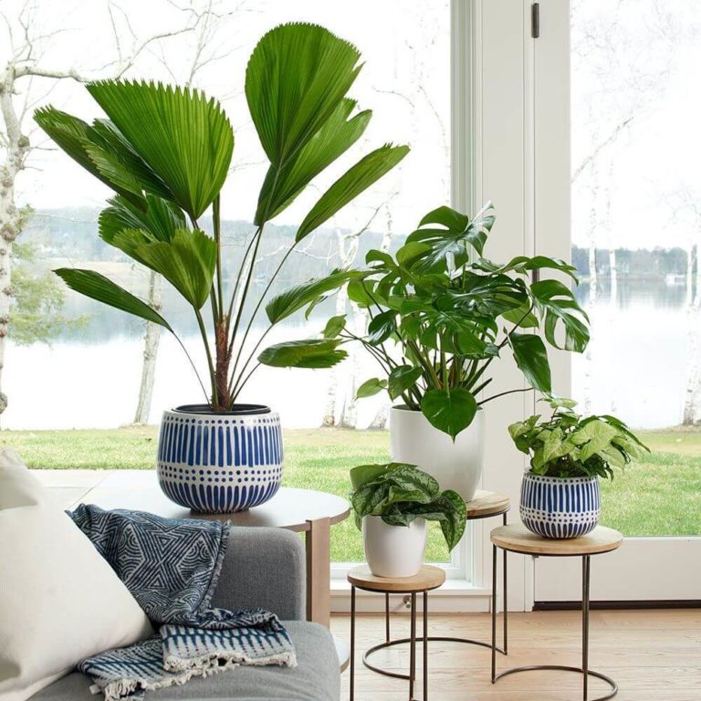 22 Stunning Ideas For Indoor House Plant