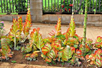 15+ Outdoor Succulent Garden Ideas On Budget