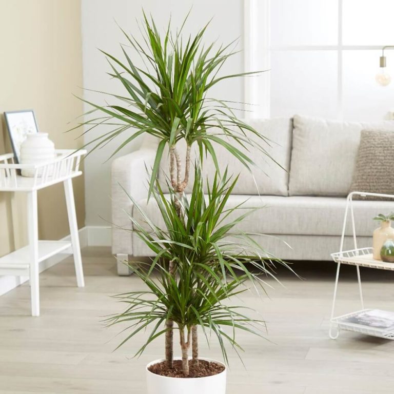 21 Tall Indoor Plants With Big Leaves - The Architecture Designs