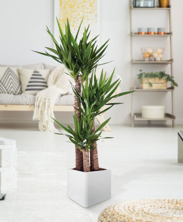 21 Tall Indoor Plants With Big Leaves - The Architecture Designs