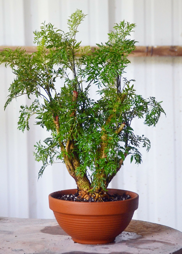 21 Tall Indoor Plants With Big Leaves - The Architecture Designs