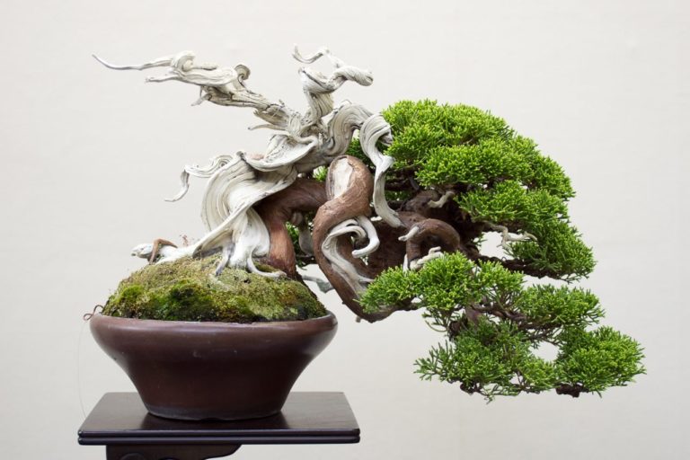 An Adorable Miniature Trees: Bonsai Trees