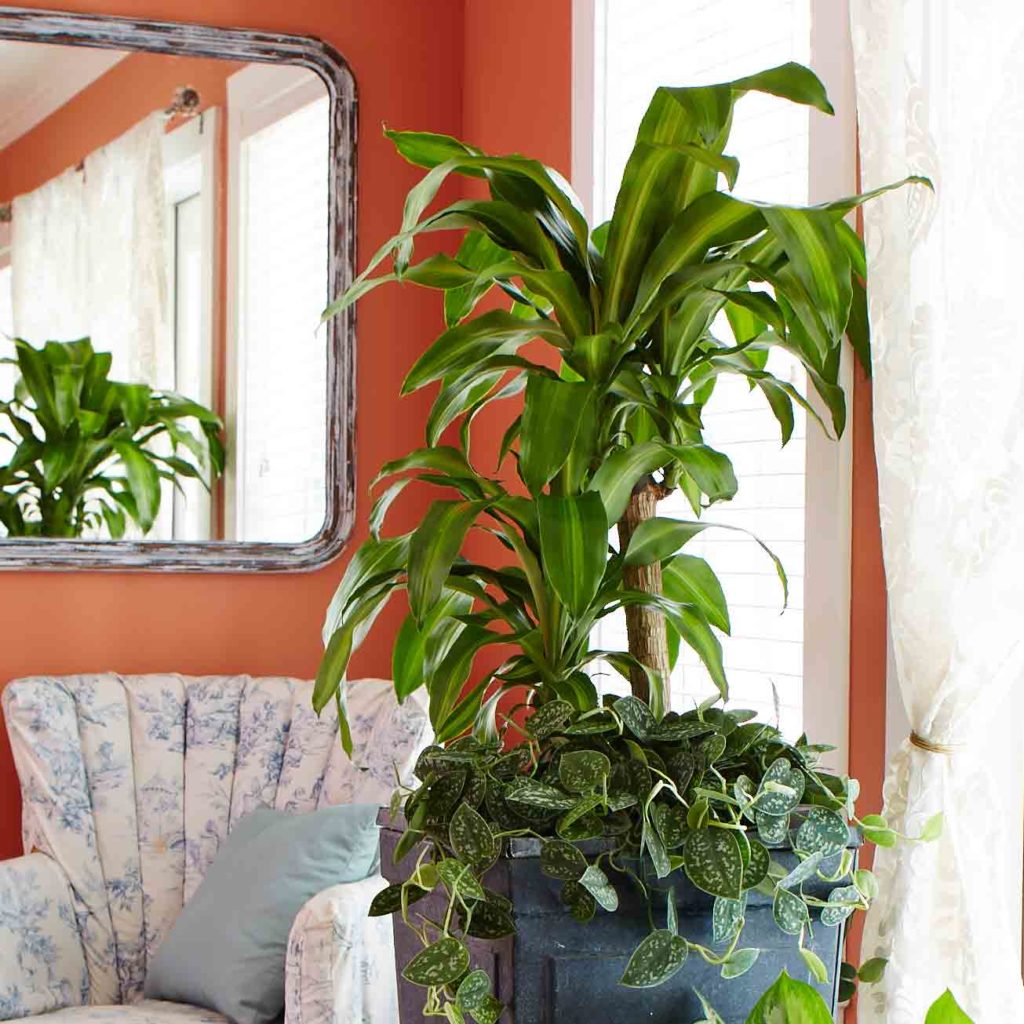 Most Beautiful Indoor and Big Plants for Your Living Room
