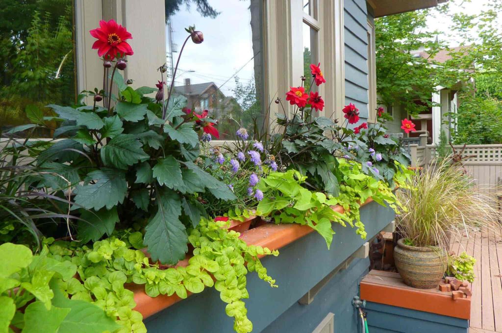 Best and Easy way to Grow Your Indoor Garden