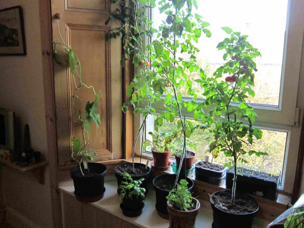 Best and Easy way to Grow Your Indoor Garden