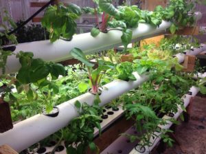 DIY PVC Pipe Planters for Decorating Your Garden