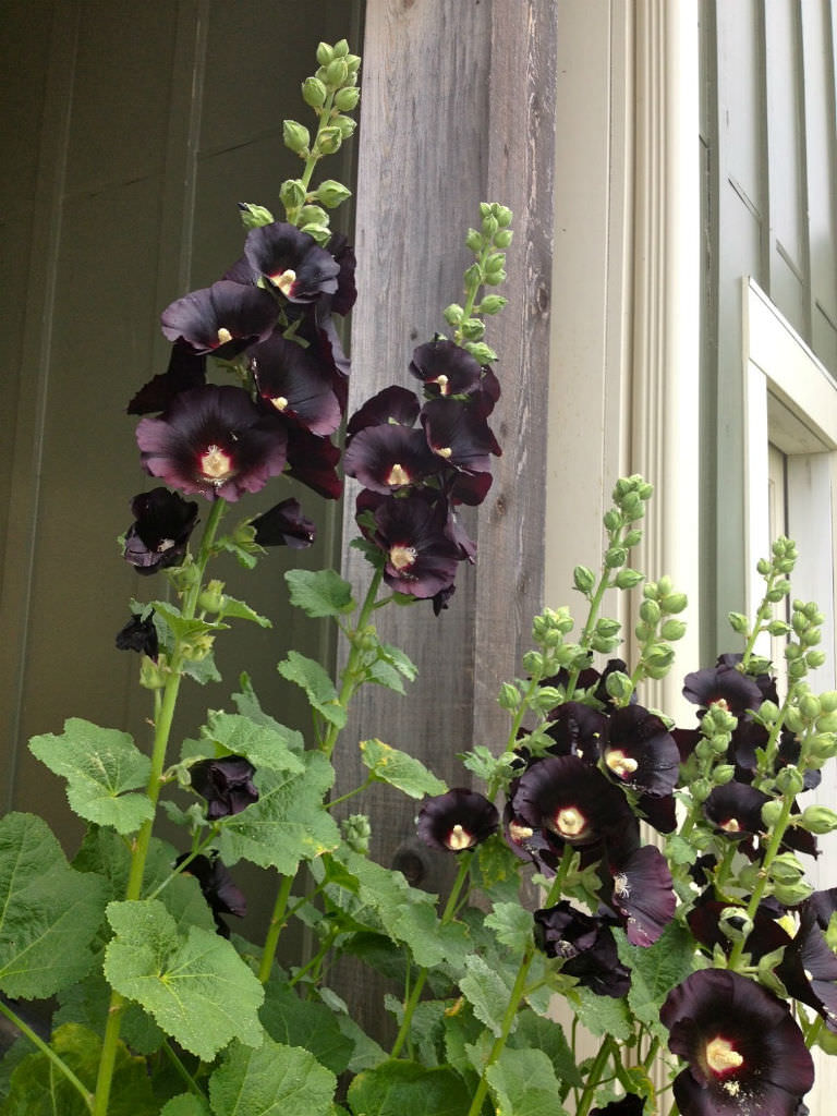 Black Flowers That You Can Grow in Your Garden