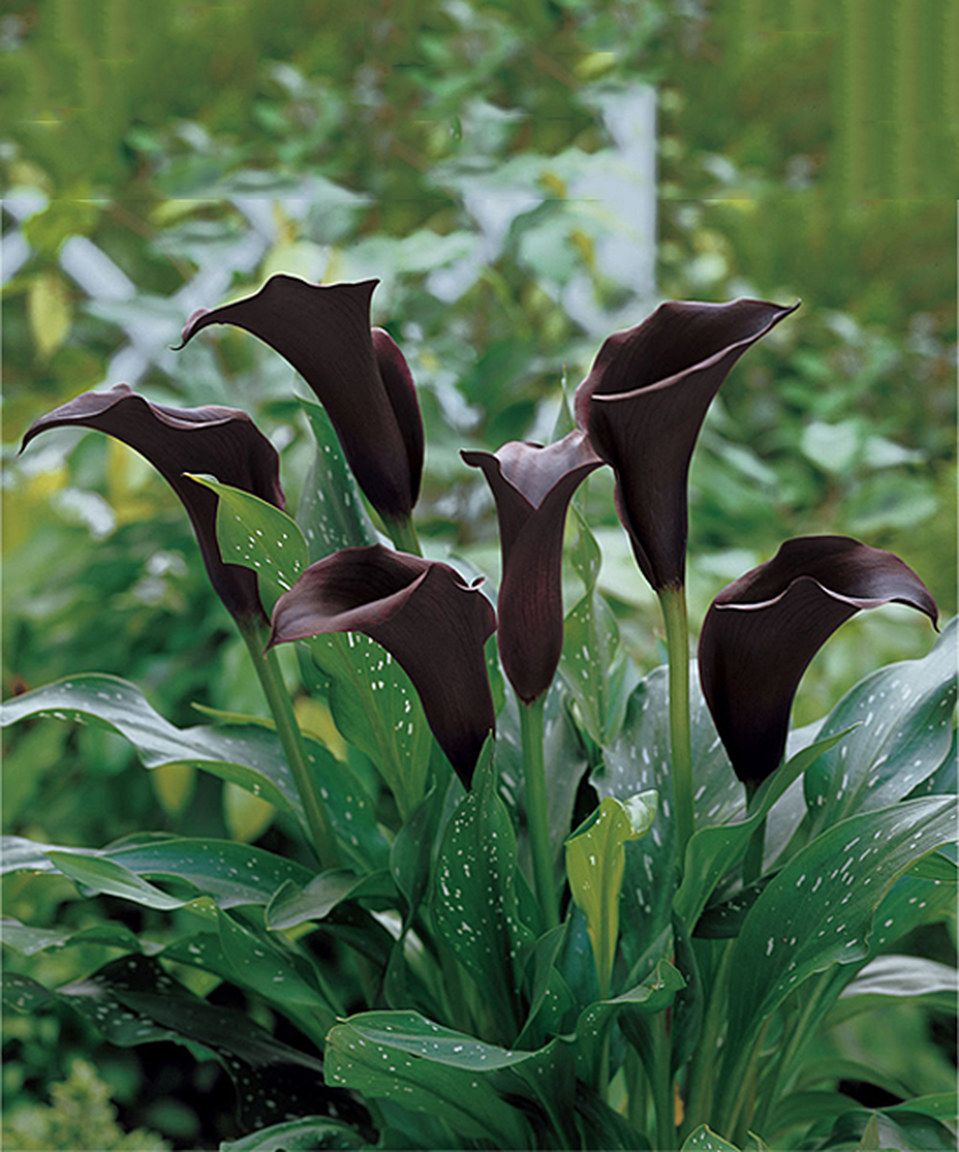 Black Flowers That You Can Grow in Your Garden