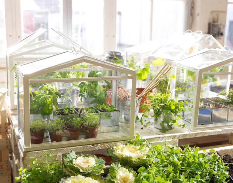 Best Ideas to Create Mini Indoor Greenhouse