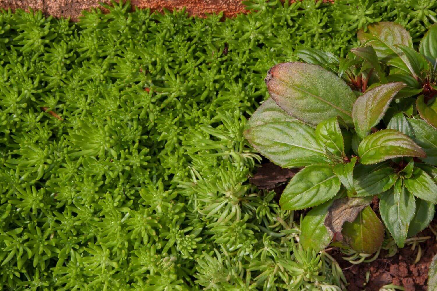 15 Amazing Tips To Improve Your Garden Soil