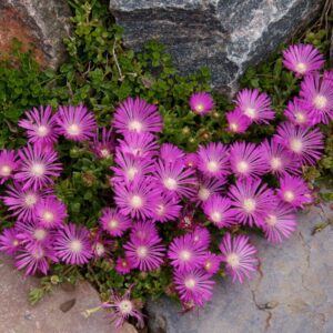 Ice Plant: Here’s Everything You Need to Know About It