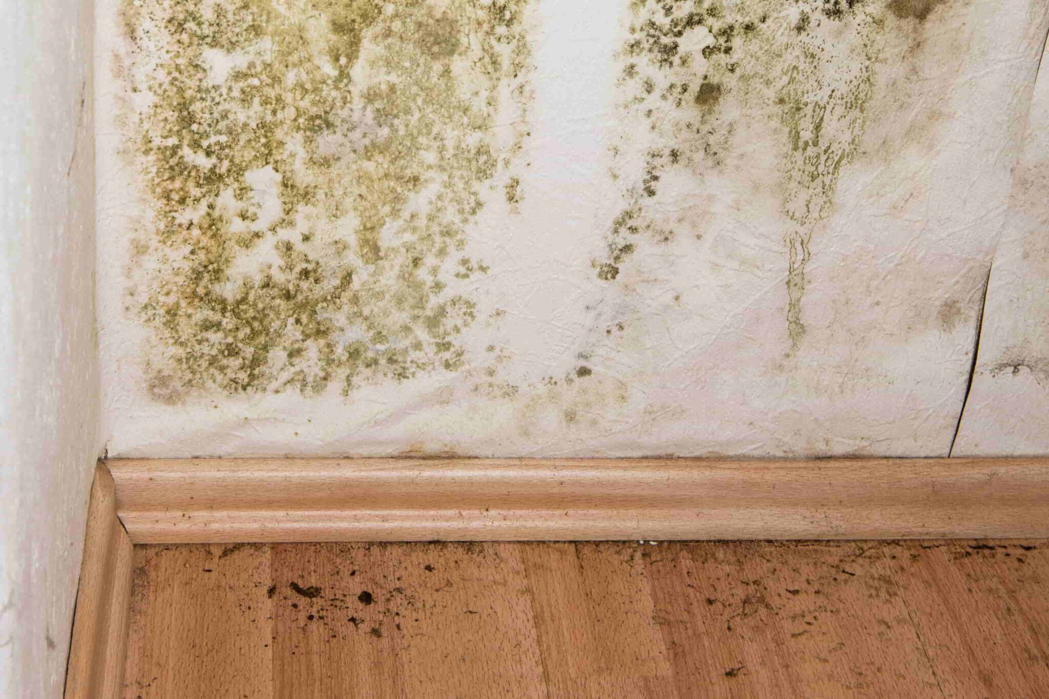 5 Tips For Getting Rid Of Mold