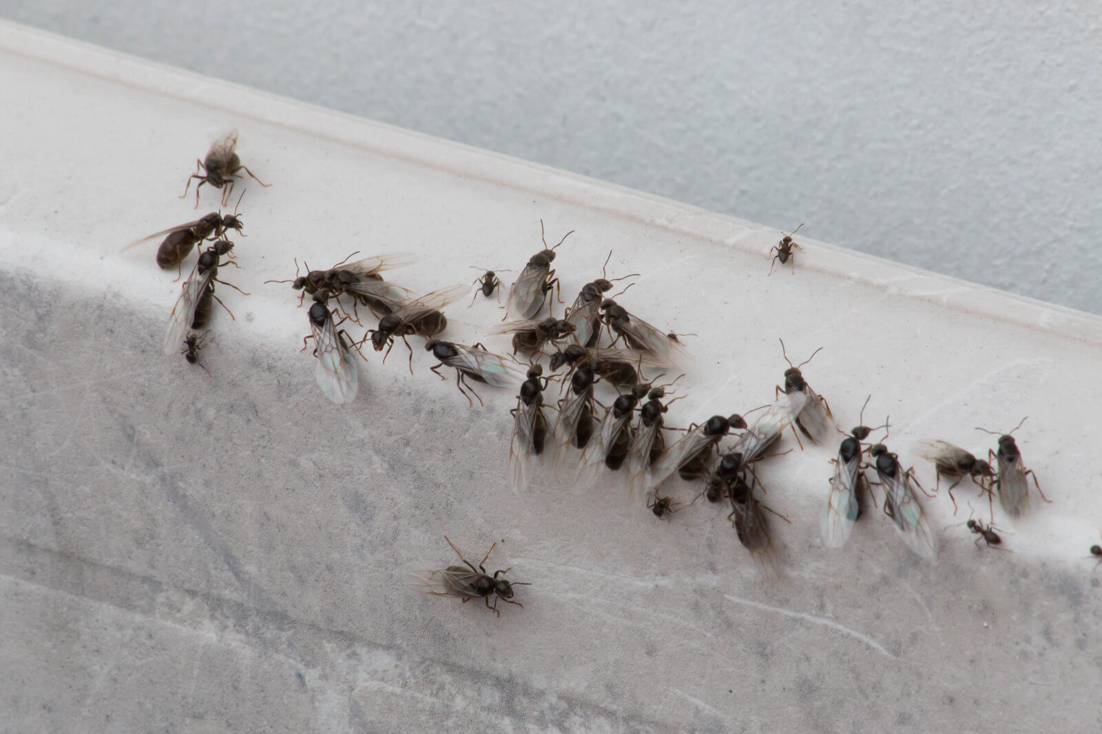 9 Effective Ways to Get Rid of Ants in Your Home