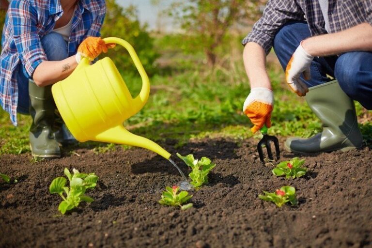 Growing a Green Thumb: 6 Essential Tips for Beginner Gardeners
