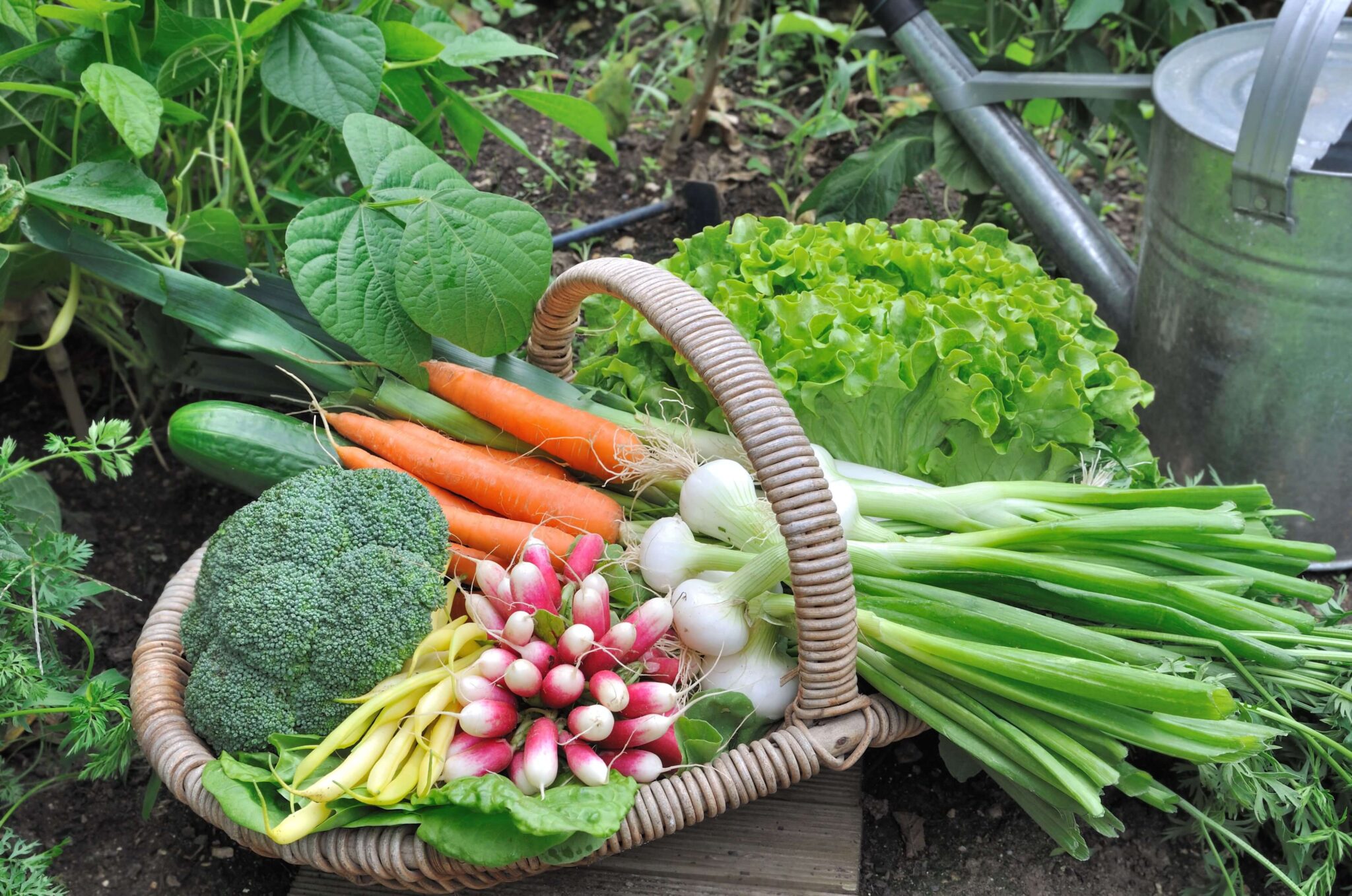Different Types Of Garden That You Should Know