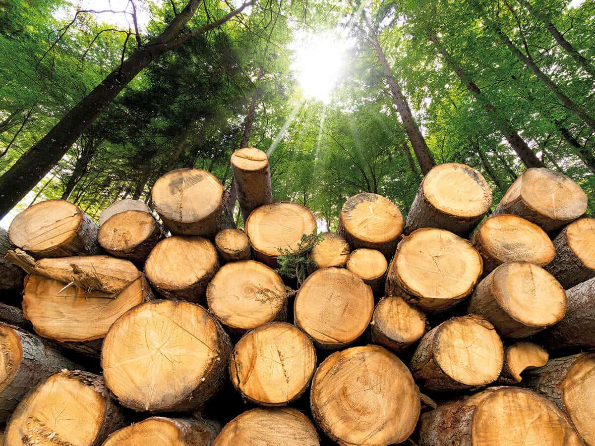 The Ultimate Biomass Energy Guide