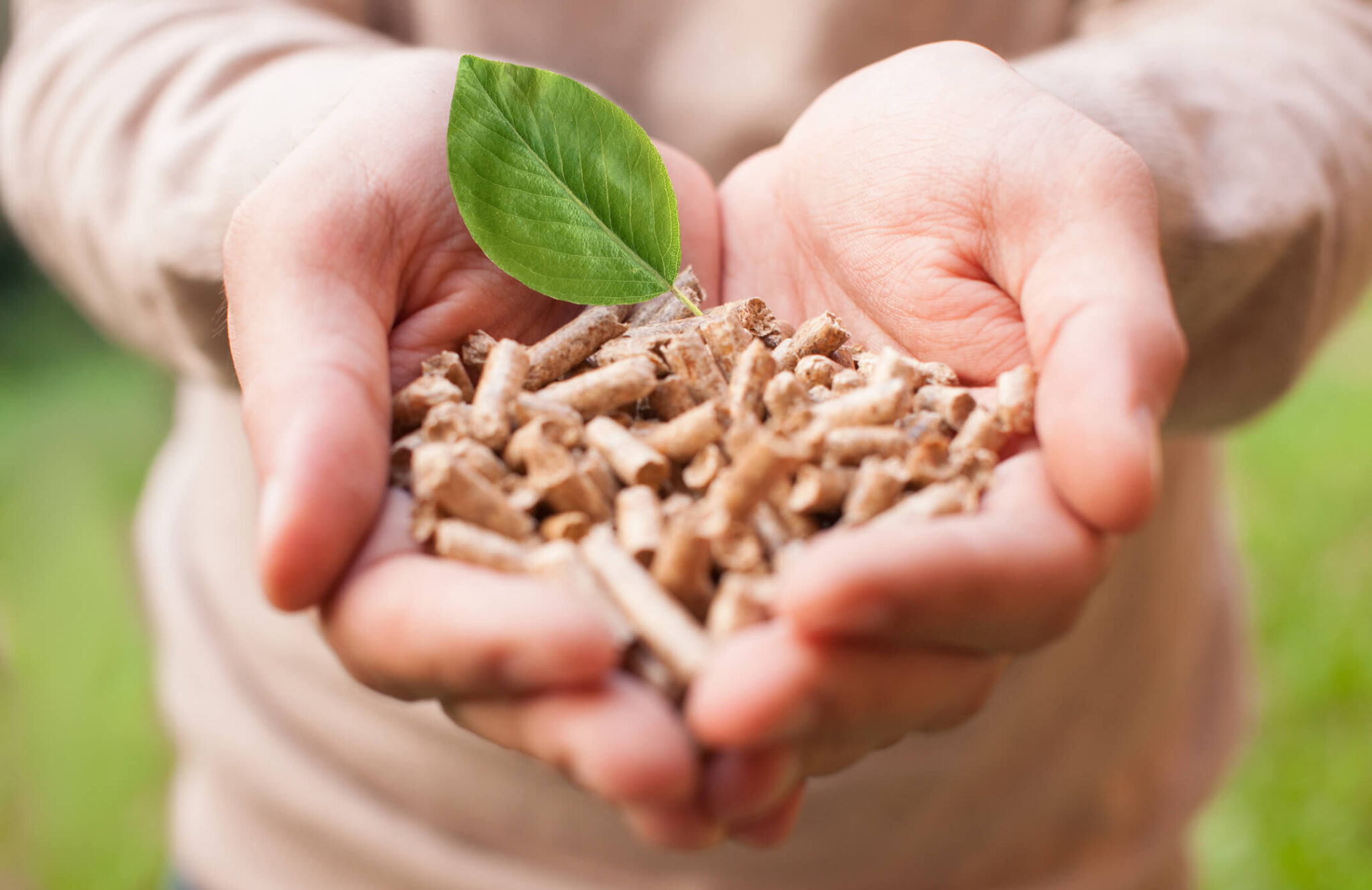 The Ultimate Biomass Energy Guide