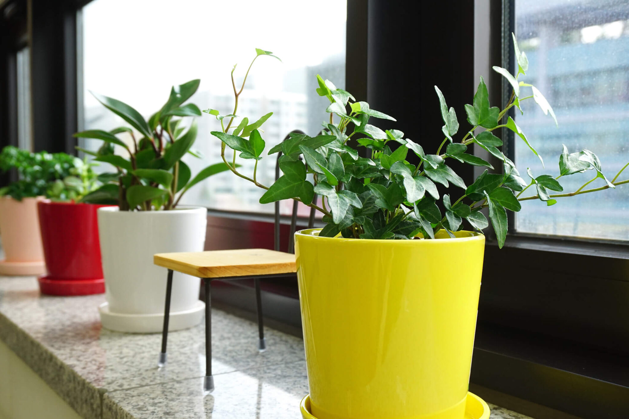 Tips to Care For Your Mail Order Plants and Plants You Buy Online