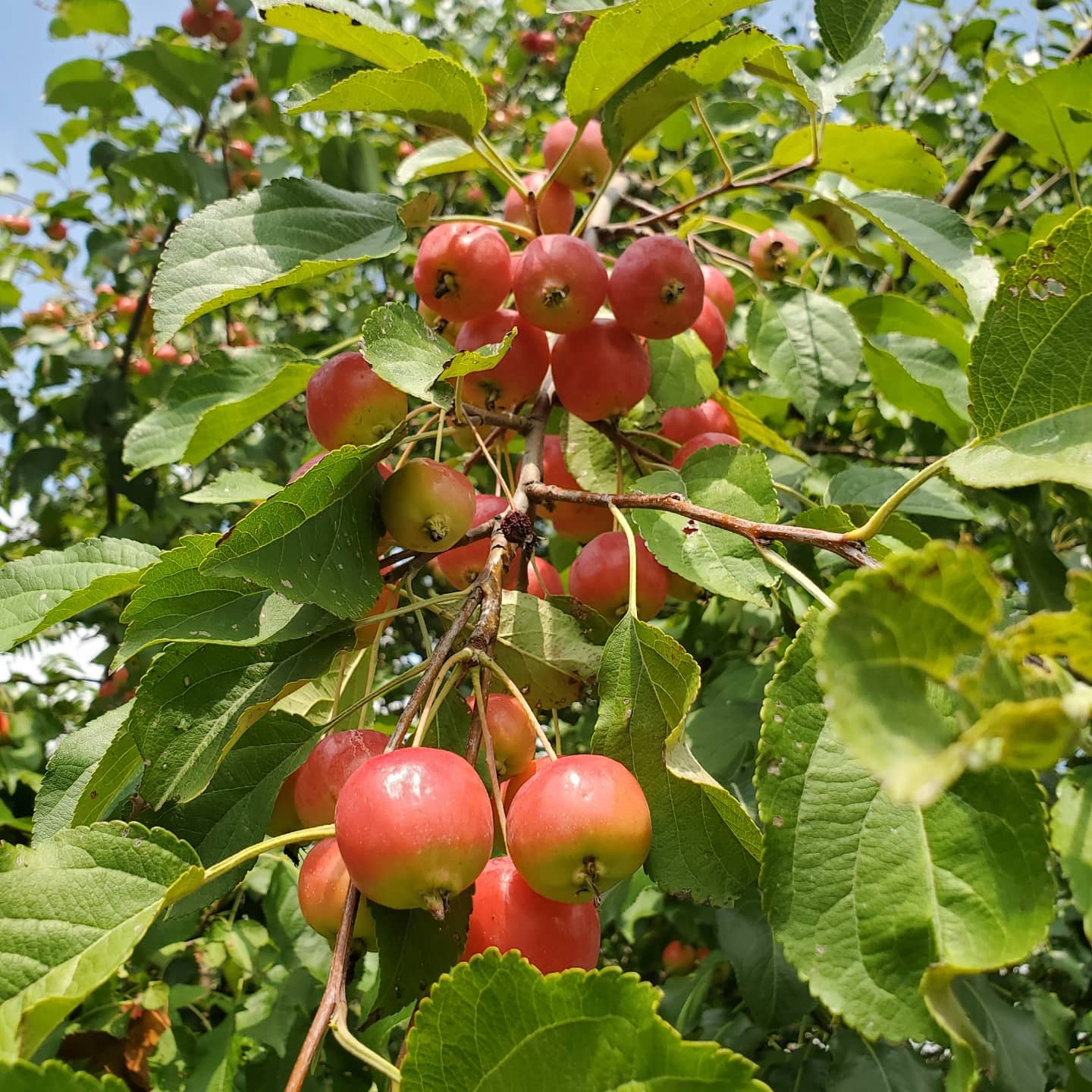 What Is the Most Popular Ornamental Tree
