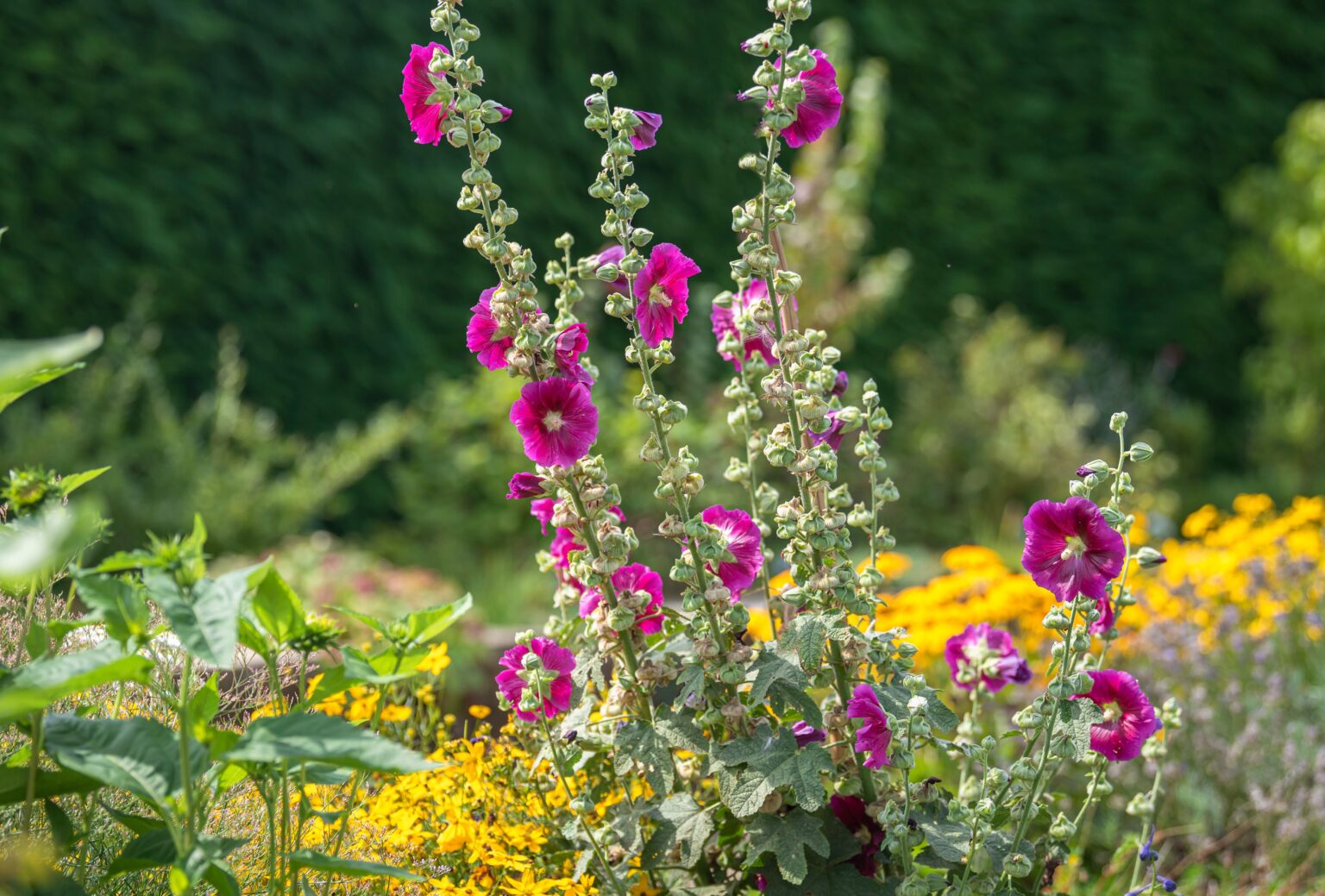 10 Flourishing Plants For An English Garden!
