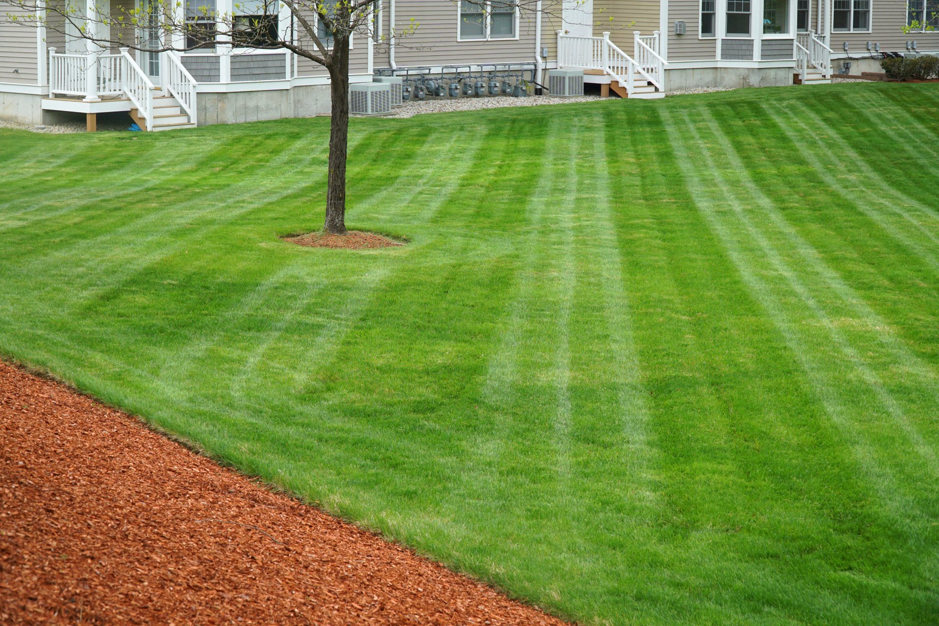 7 Tips for Choosing the Best Grass for Your Lawn