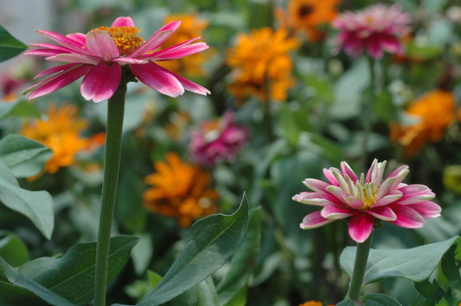 7 Tips for Protecting Your Garden Flowers from Hail Damage
