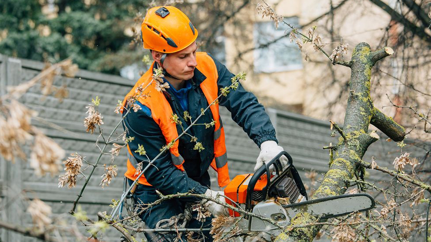 Why You Should Only Trust Professional Arborists for Your Tree Services