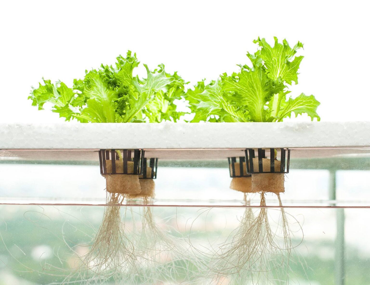 What is a Hydroponic System? Get the Basics of Hydroponics Here