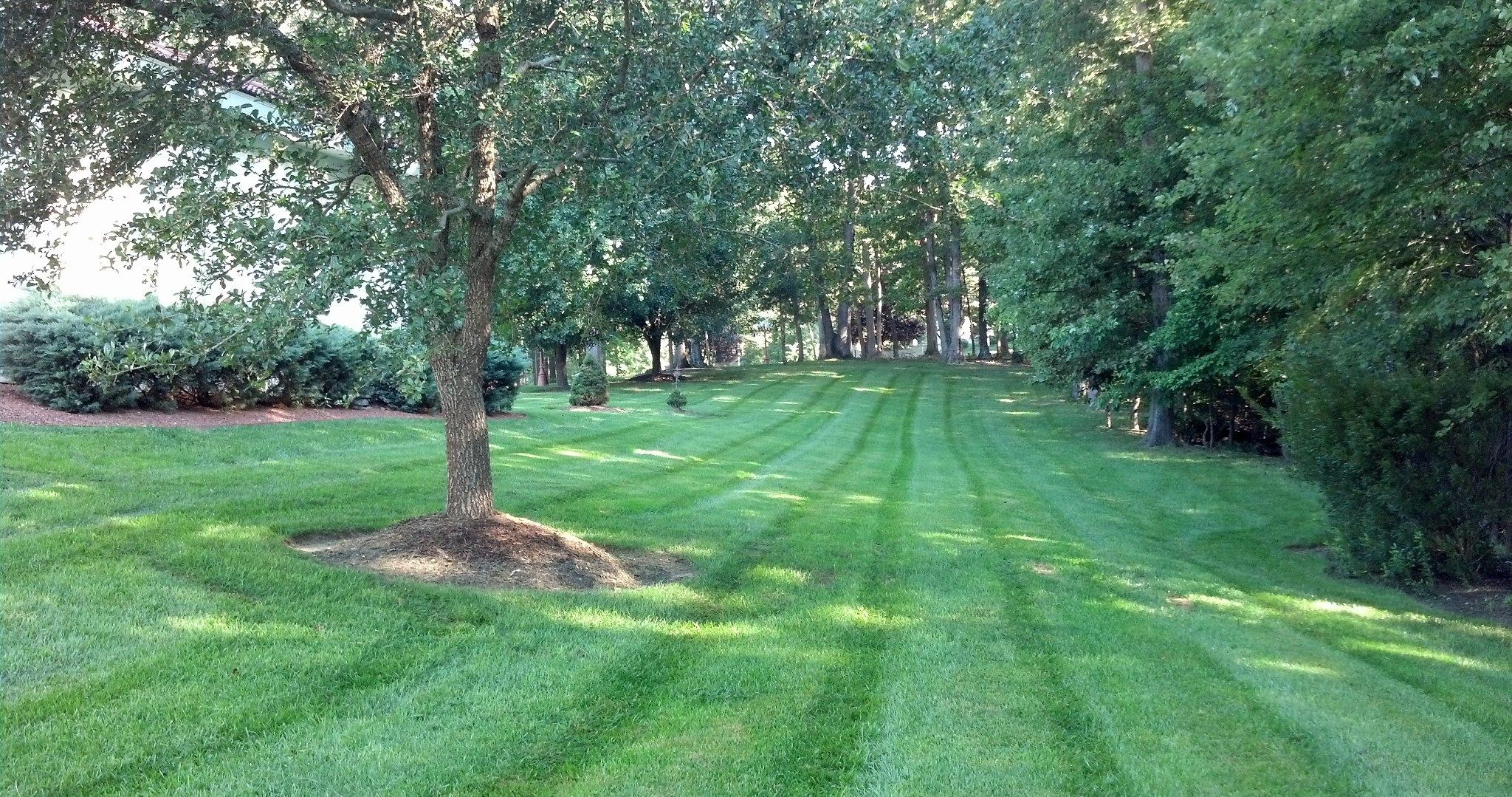 Enhancing Your Lawn's Aesthetic on a Budget: Expert Tips for a Picture ...