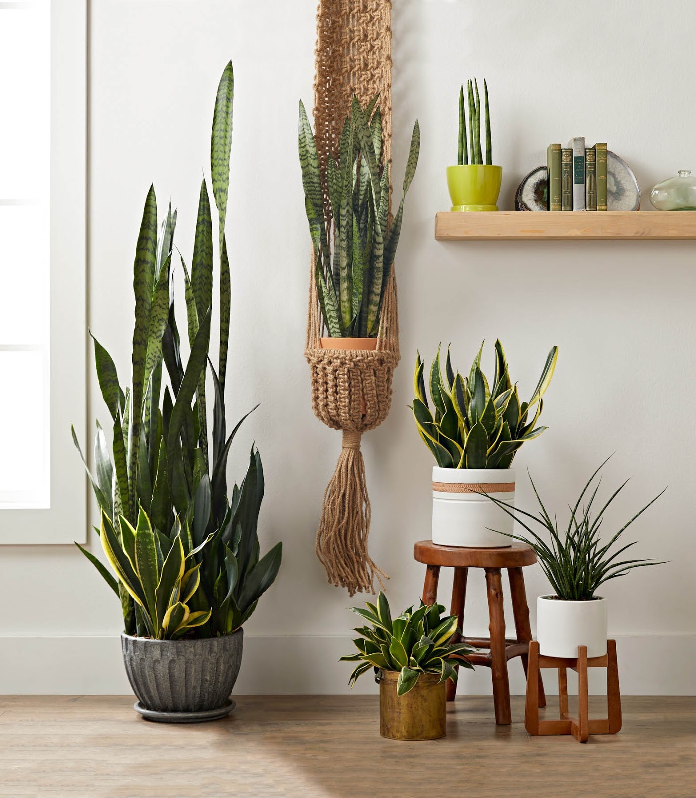 Indoor and Outdoor Plants: The Art of Balancing Architecture Designs ...