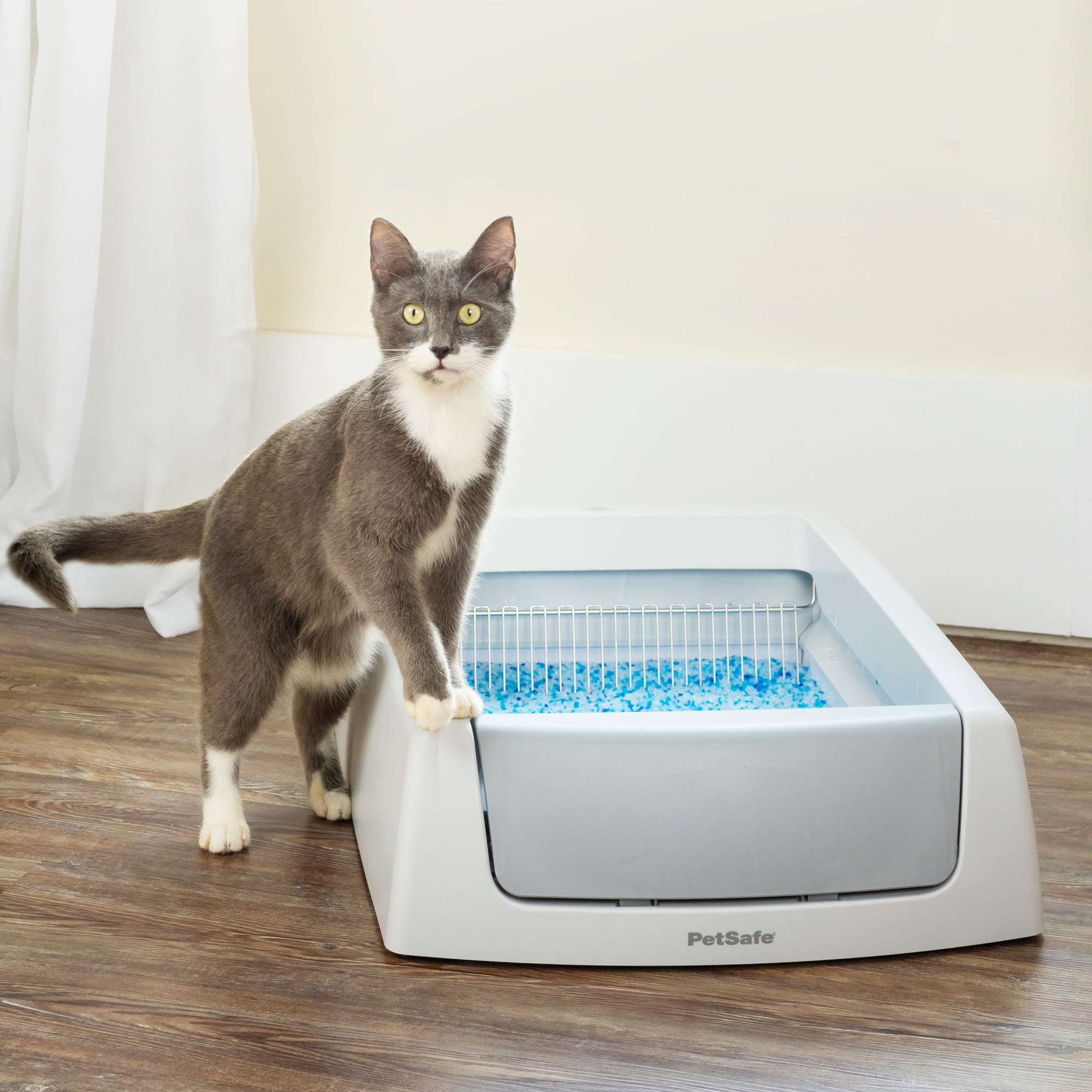 Getting a Litter Box and Acclimatizing Your Kitten to It!