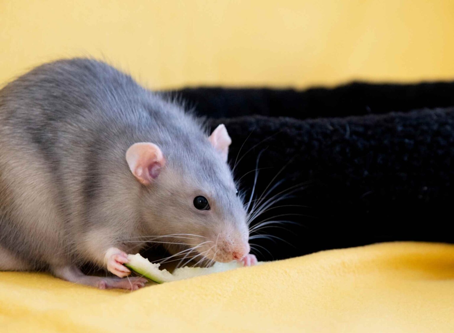 Tackling Attic and Basement Mice: Special Approaches